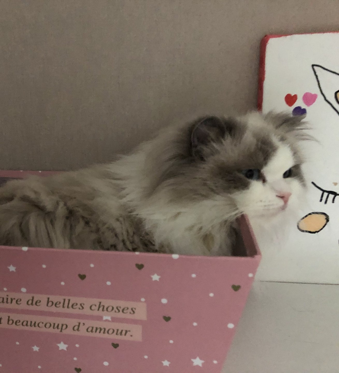 Renaissance - Chat Ragdoll femelle bleu bicolore Aisne