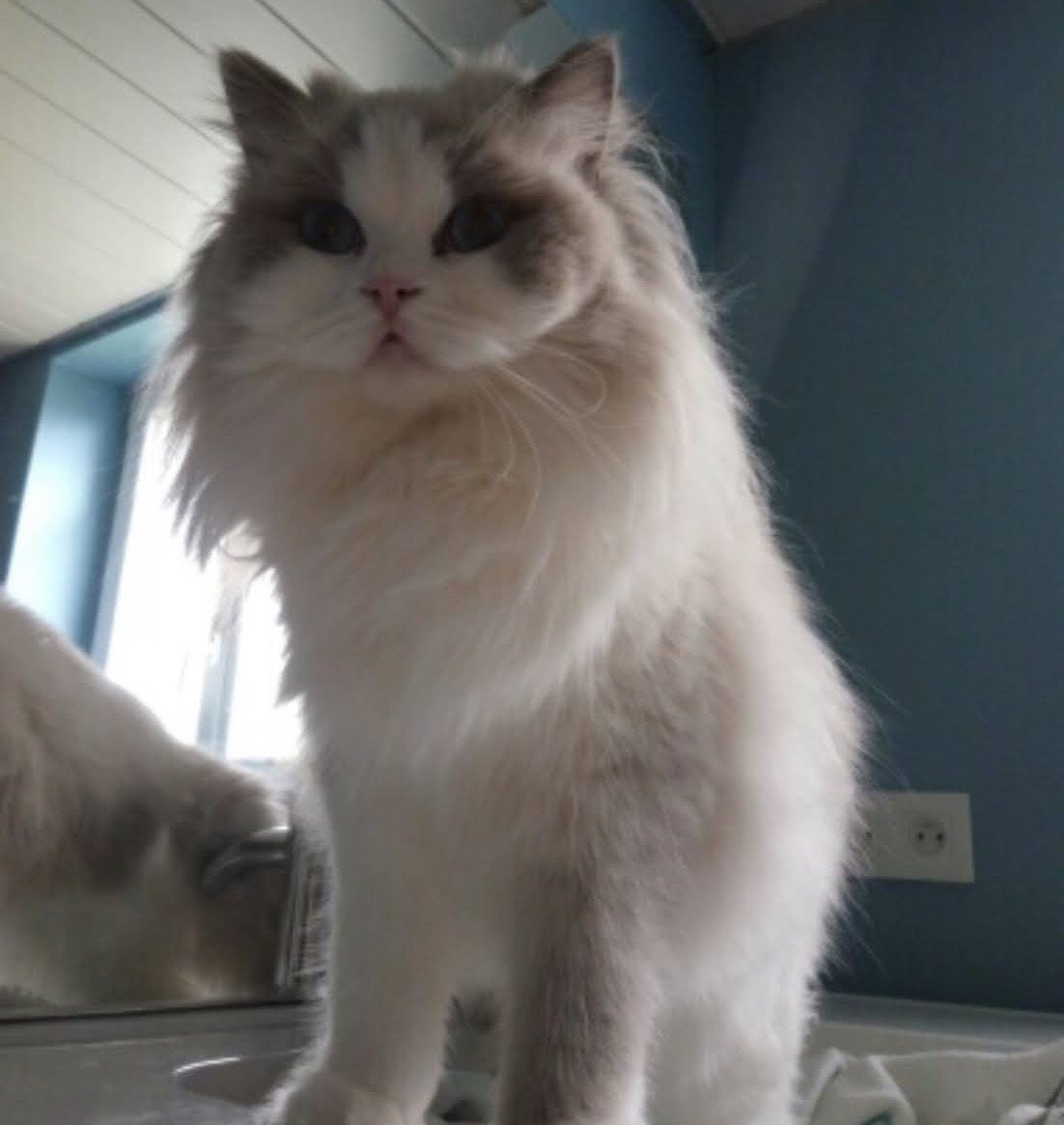 Renaissance - Chat Ragdoll femelle bleu bicolore Aisne