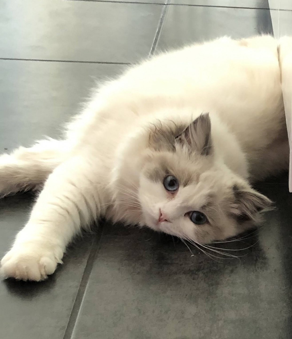 Renaissance - Chat Ragdoll femelle bleu bicolore Aisne