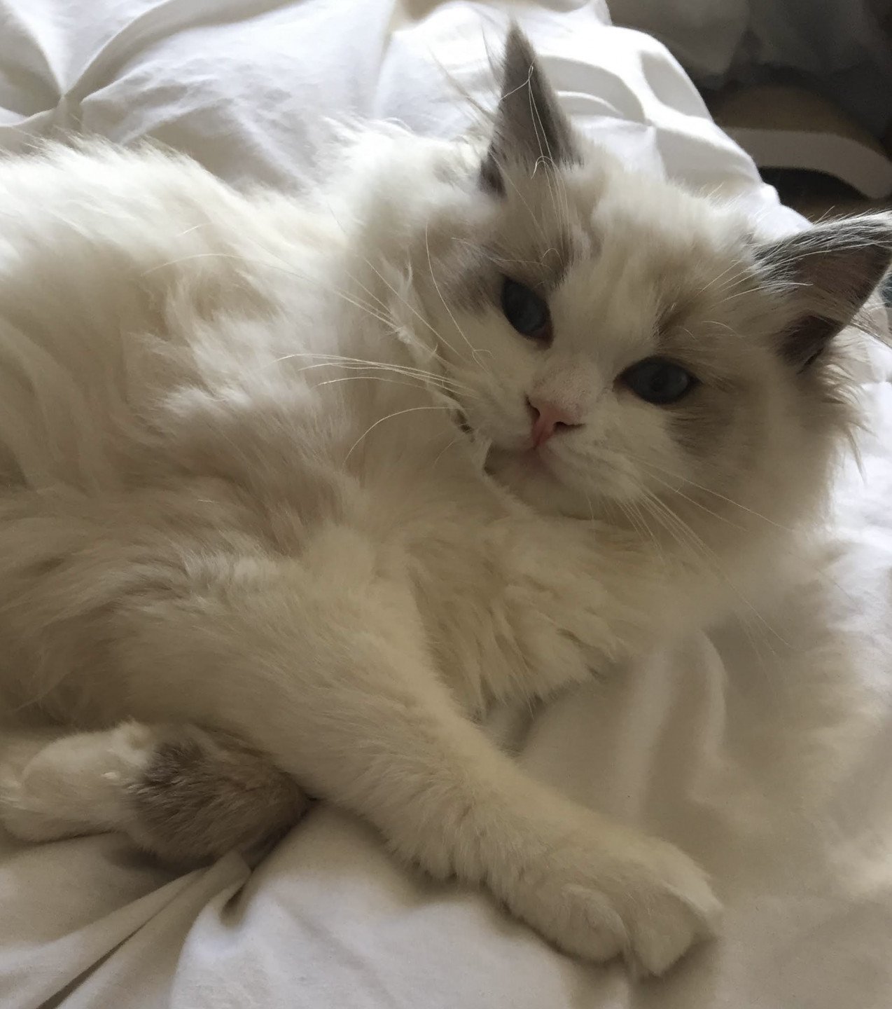 Renaissance - Chat Ragdoll femelle bleu bicolore Aisne