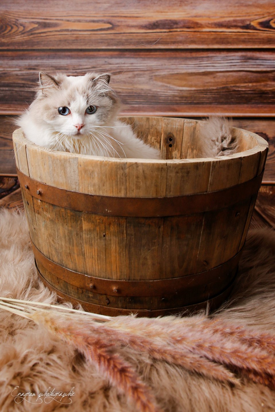 Renaissance - Chat Ragdoll femelle bleu bicolore Aisne