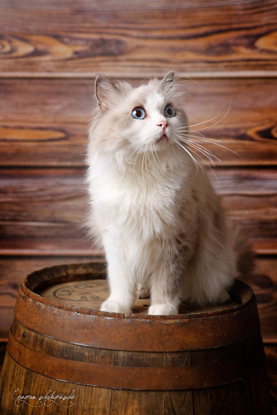 Renaissance - Chat Ragdoll femelle bleu bicolore Aisne