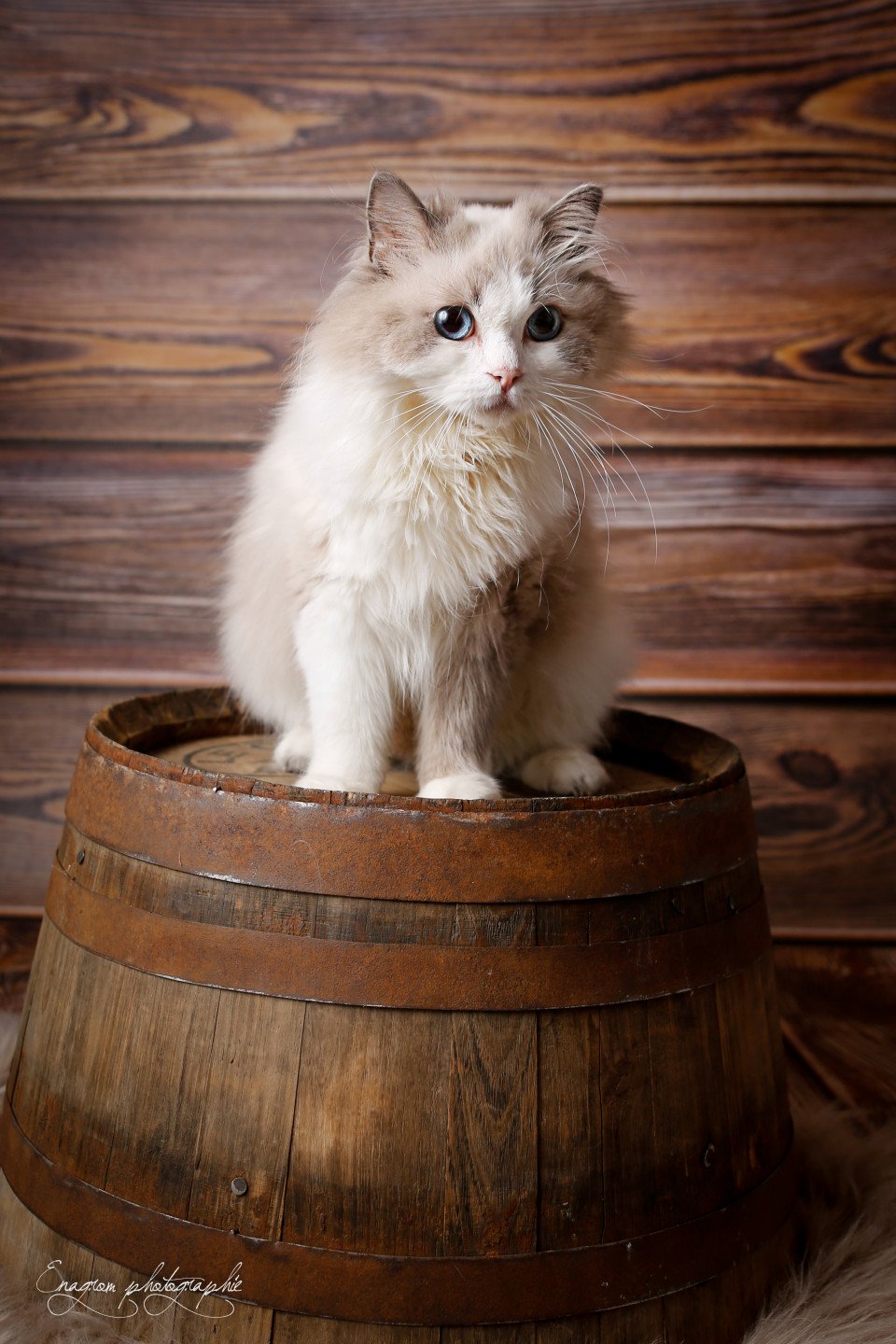 Renaissance - Chat Ragdoll femelle bleu bicolore Aisne