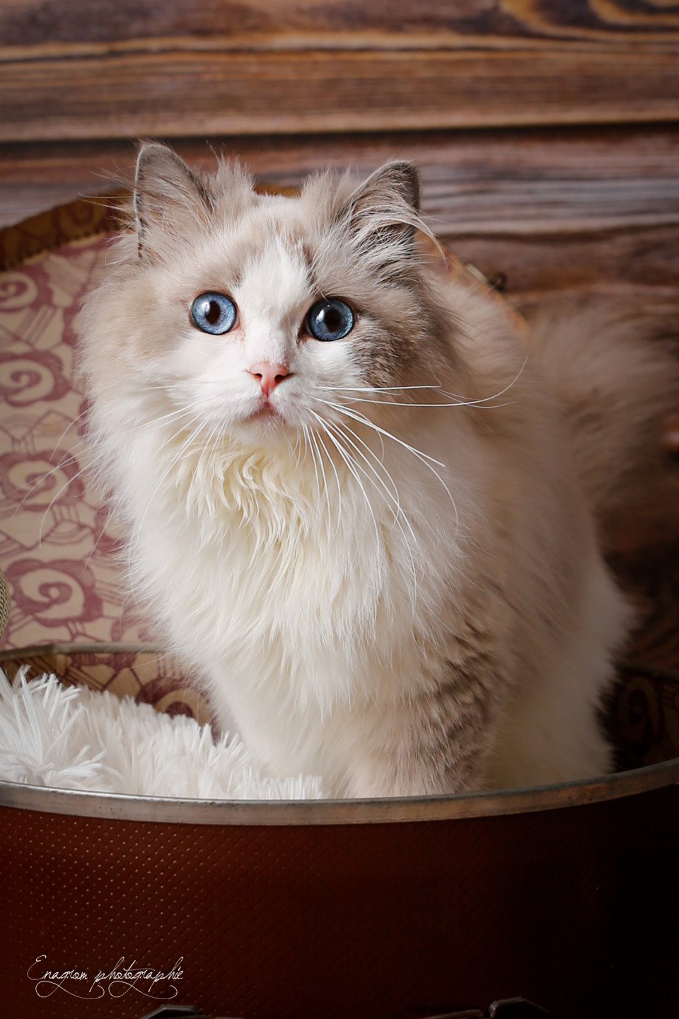 Renaissance - Chat Ragdoll femelle bleu bicolore Aisne