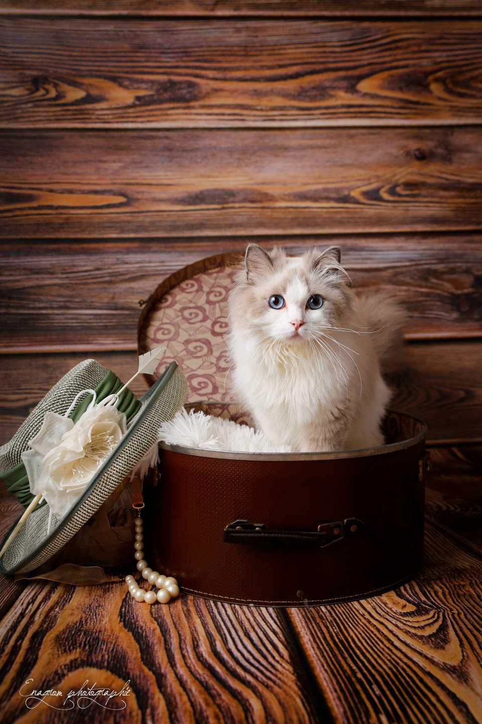 Renaissance - Chat Ragdoll femelle bleu bicolore Aisne
