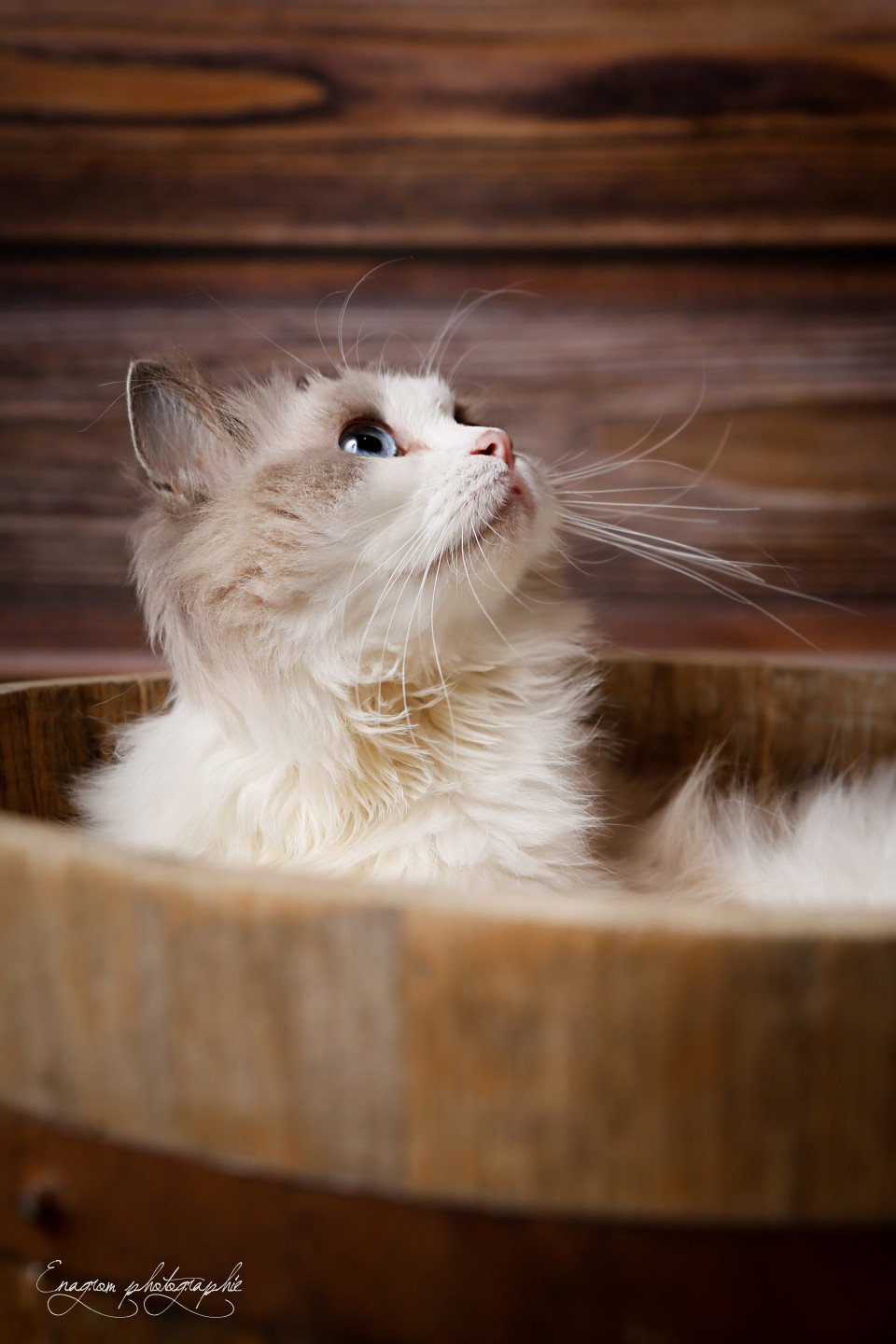 Renaissance - Chat Ragdoll femelle bleu bicolore Aisne