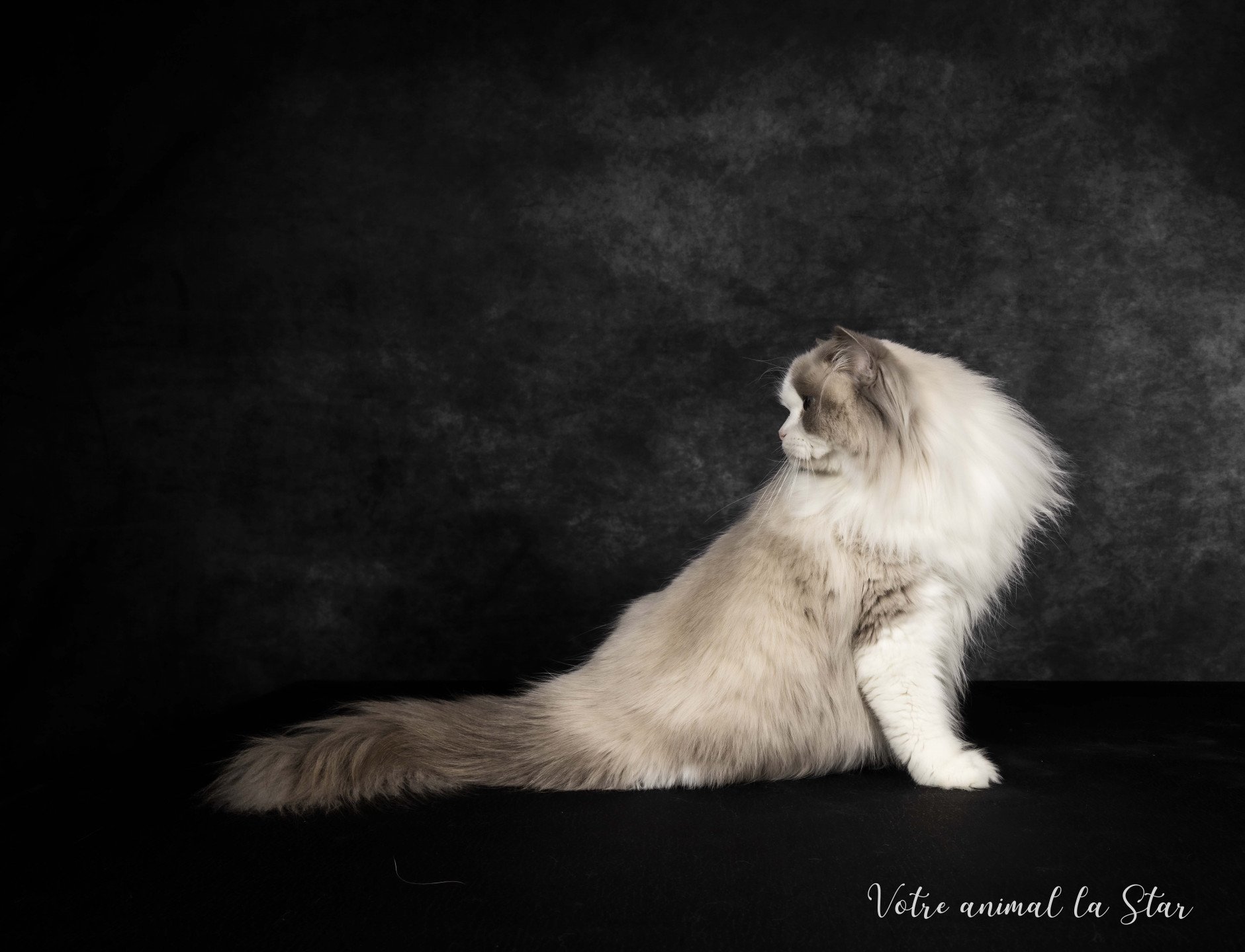 Renaissance - Chat Ragdoll femelle bleu bicolore Aisne