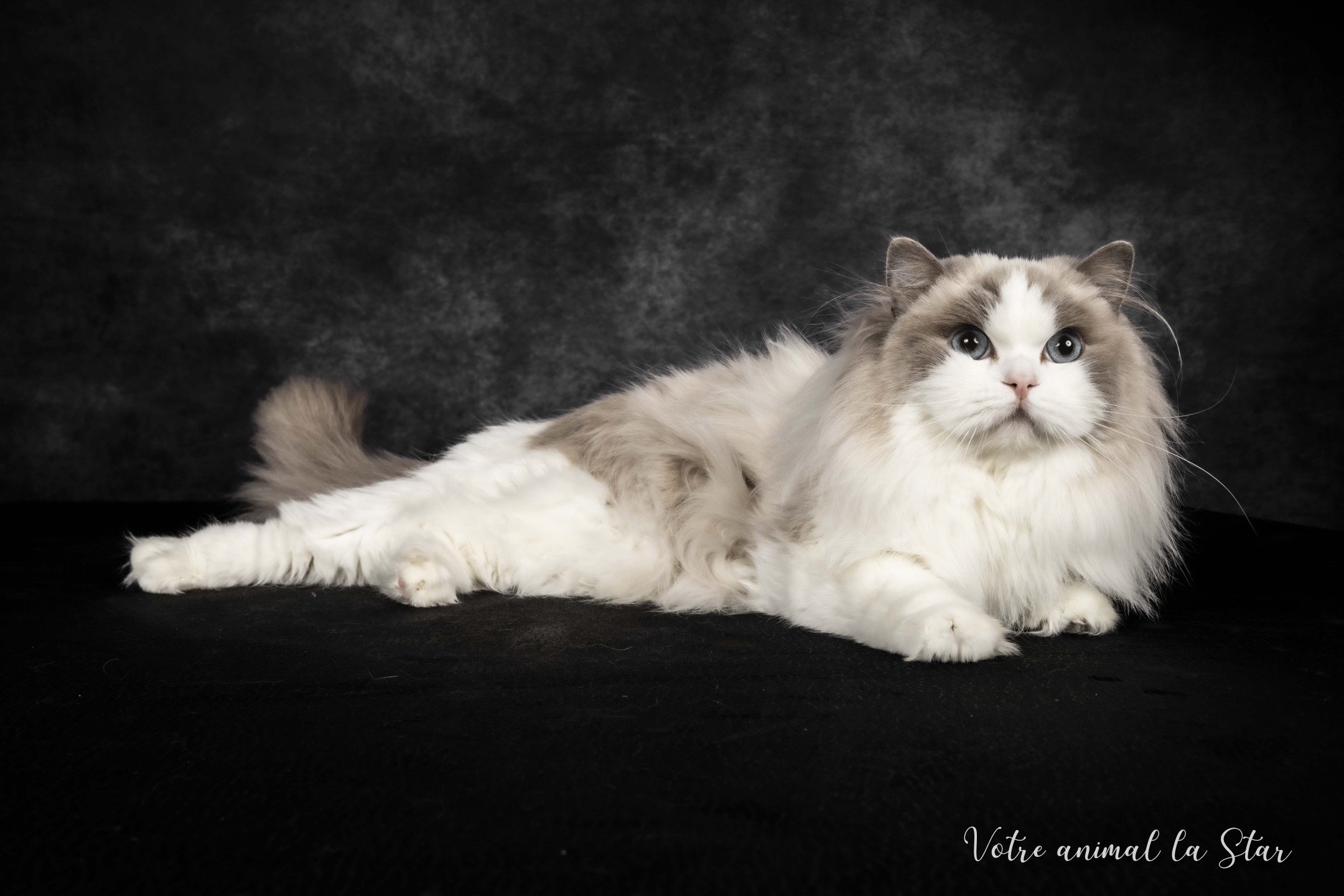 Renaissance - Chat Ragdoll femelle bleu bicolore Aisne