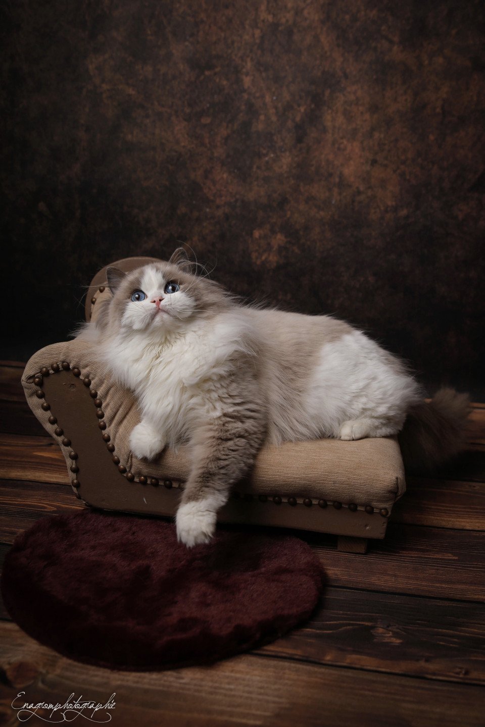 Renaissance - Chat Ragdoll femelle bleu bicolore Aisne