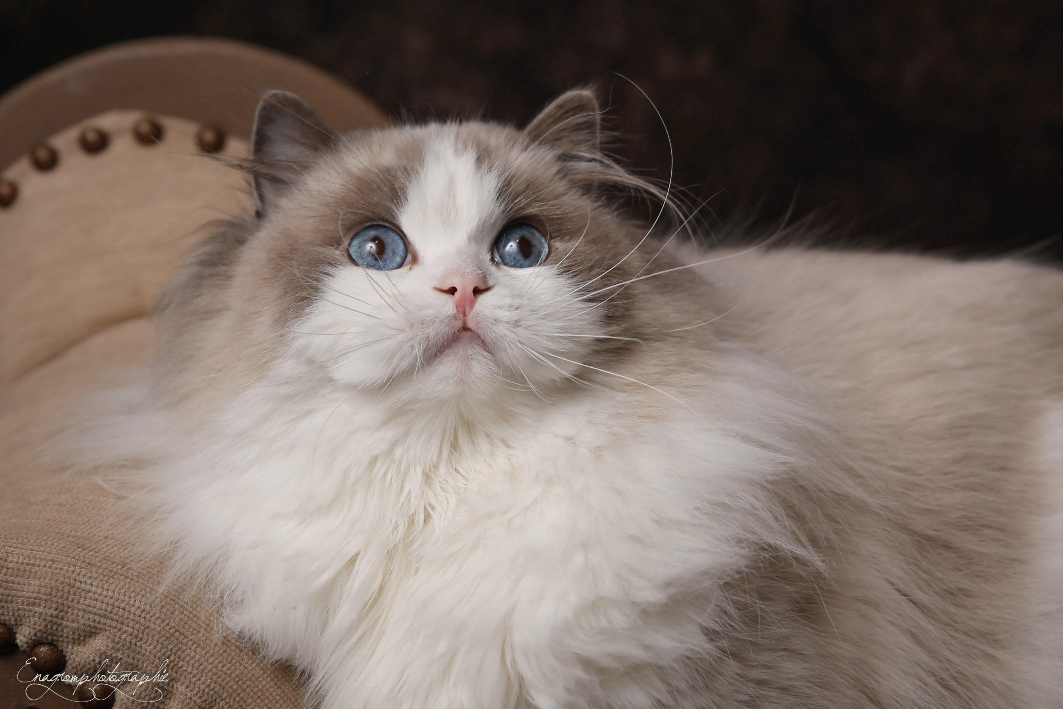 Renaissance - Chat Ragdoll femelle bleu bicolore Aisne