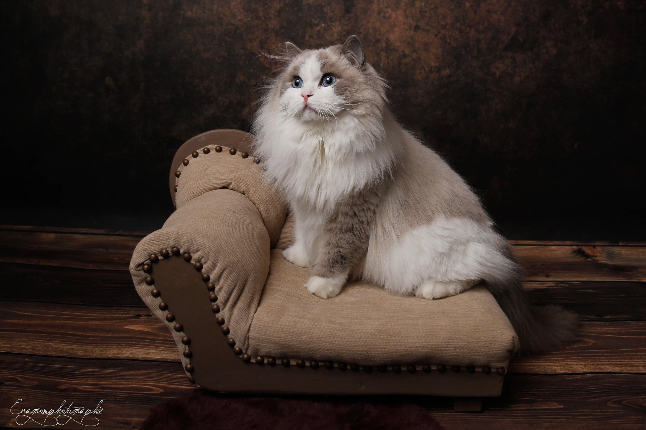 Renaissance - Chat Ragdoll femelle bleu bicolore Aisne