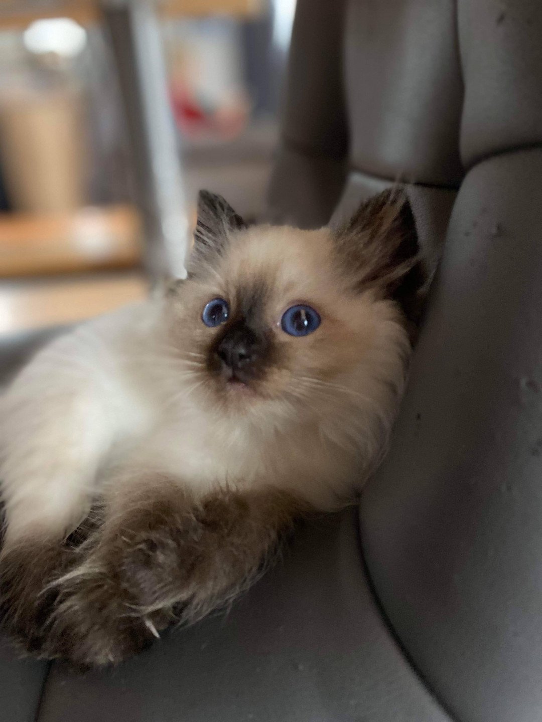 Sakura de l'Arbre aux Chats - Chaton Ragdoll LOOF disponible - femelle ...