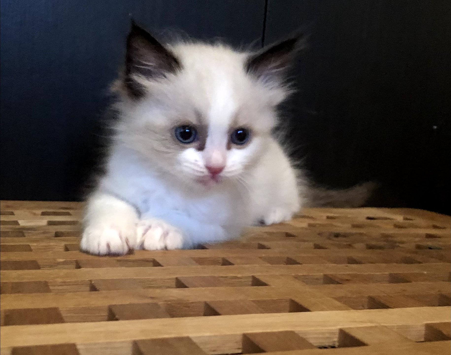 Sam de l'Arbre aux Chats - Chaton Ragdoll LOOF disponible mâle seal ...