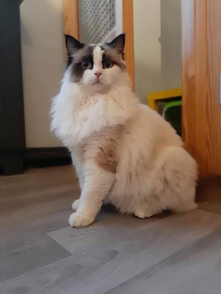 Sam de l'Arbre aux Chats - Chaton Ragdoll LOOF disponible mâle seal ...