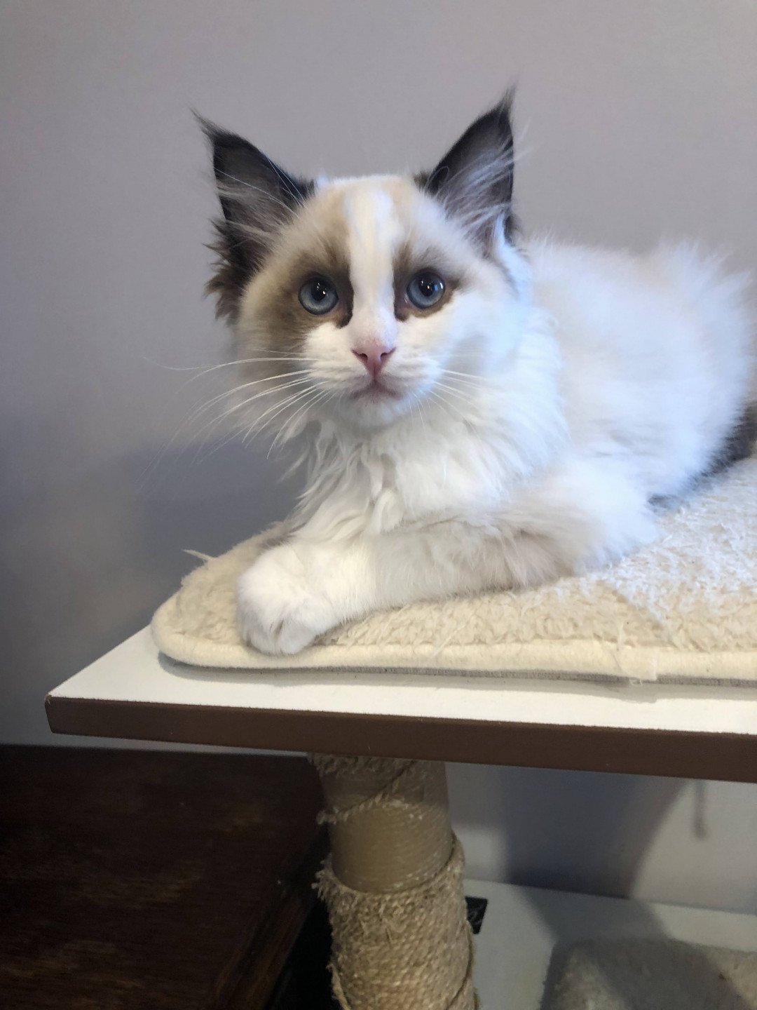 Sam de l'Arbre aux Chats - Chaton Ragdoll LOOF disponible mâle seal ...