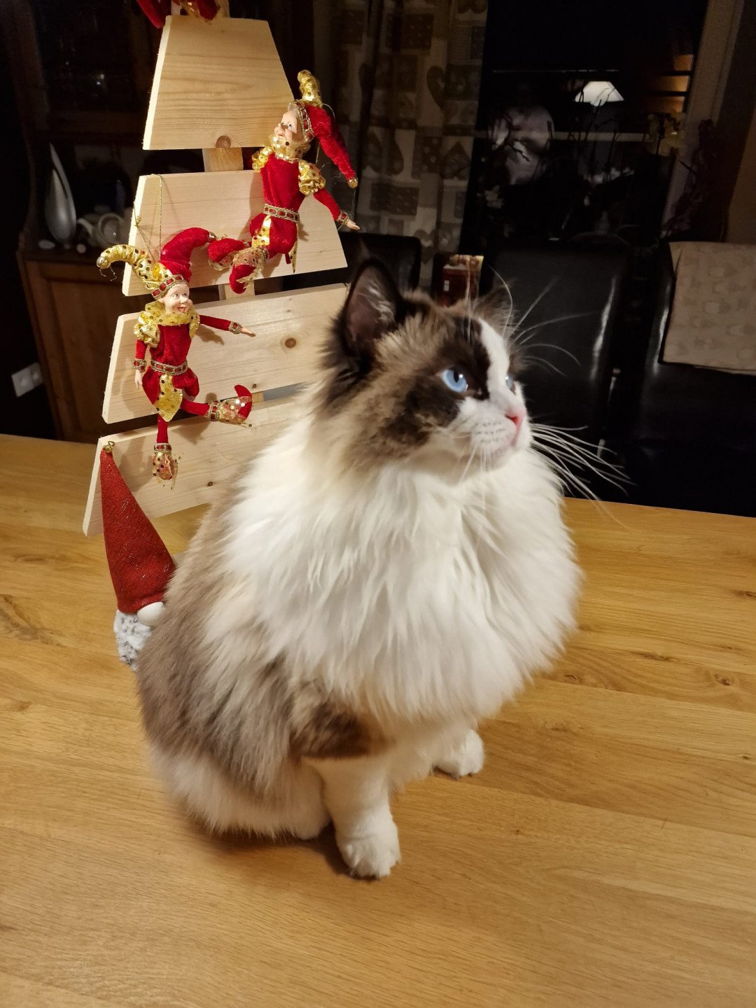Sam de l'Arbre aux Chats - Chaton Ragdoll LOOF disponible mâle seal ...