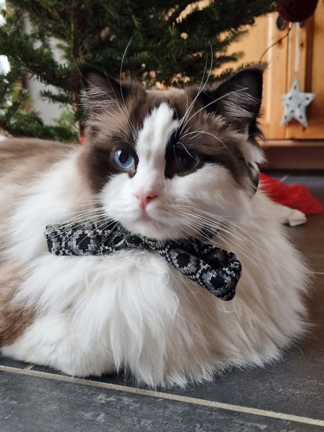 Sam de l'Arbre aux Chats - Chaton Ragdoll LOOF disponible mâle seal ...