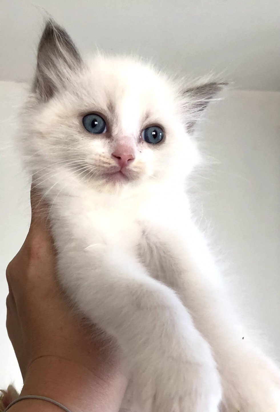 Saphir blue - Chaton Ragdoll LOOF disponible - mâle bleu bicolore - 77400 Lagny-sur-Marne Île...