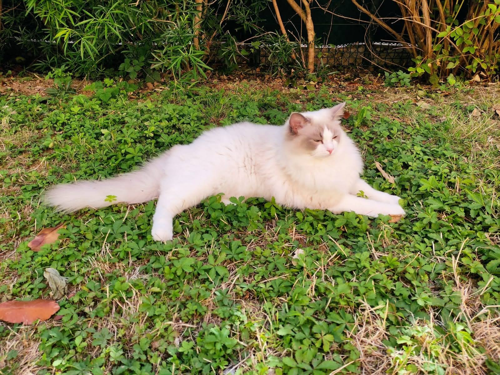Saphir blue - Chaton Ragdoll LOOF disponible - mâle bleu bicolore ...