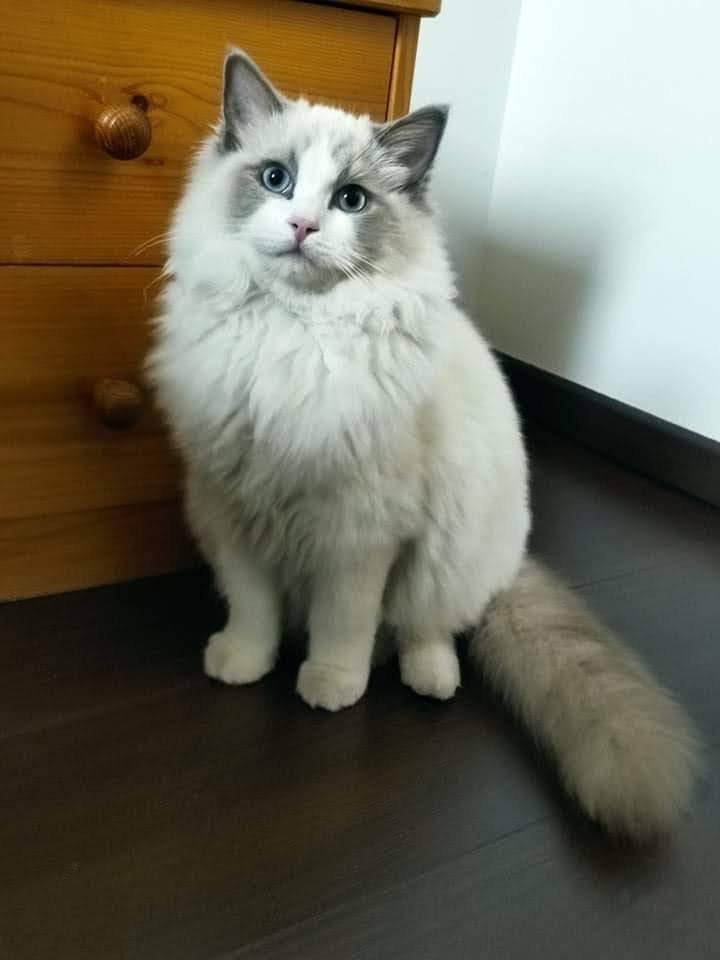 Saphir blue - Chaton Ragdoll LOOF disponible - mâle bleu bicolore - 77400 Lagny-sur-Marne Île...