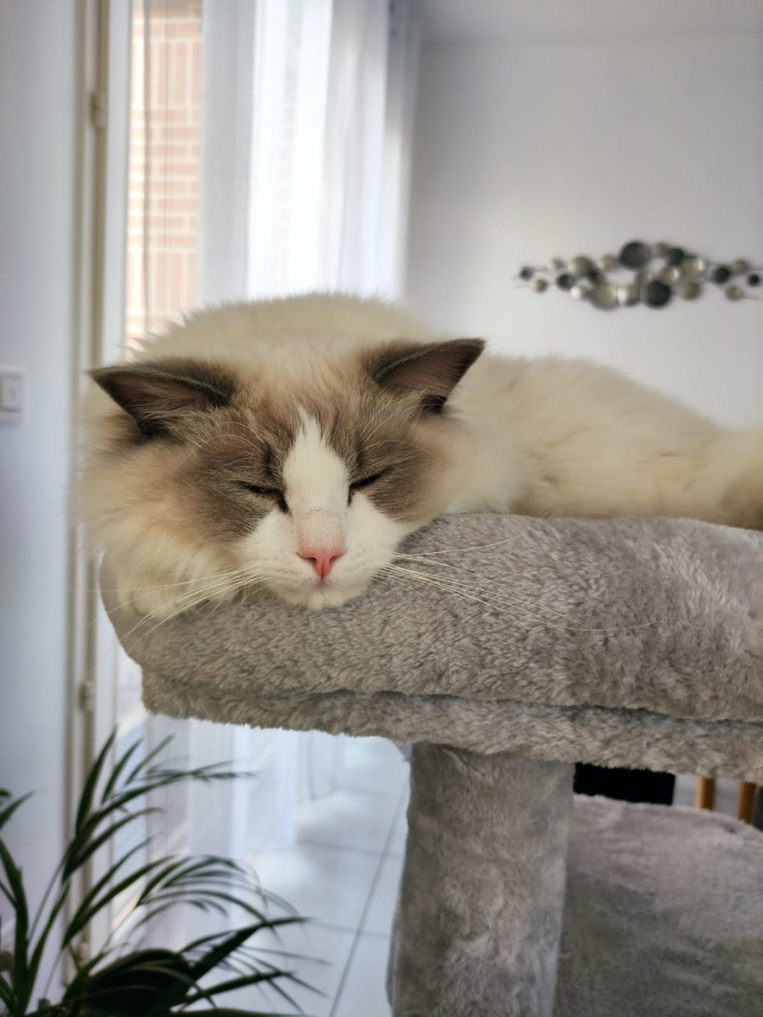 Saphir blue - Chaton Ragdoll LOOF disponible - mâle bleu bicolore - 77400 Lagny-sur-Marne Île...