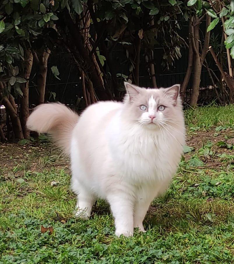 Saphir blue - Chaton Ragdoll LOOF disponible - mâle bleu bicolore - 77400 Lagny-sur-Marne Île...