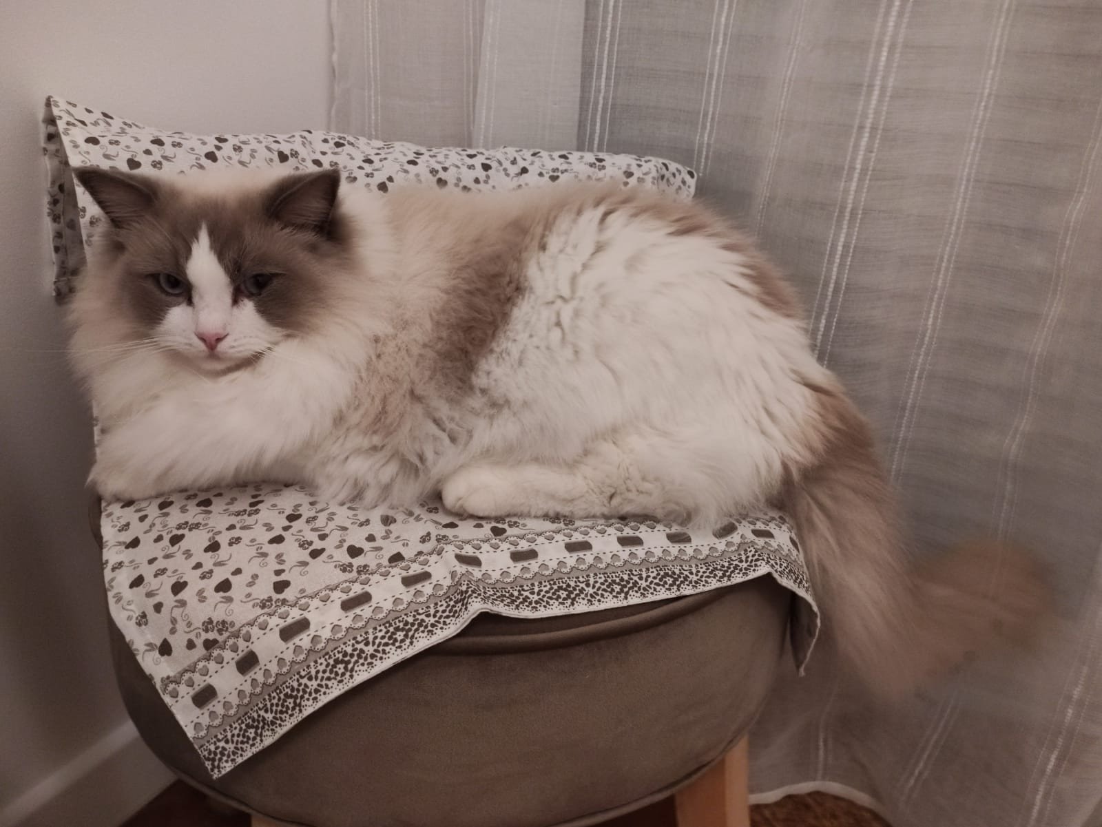 Saphir blue - Chaton Ragdoll LOOF disponible - mâle bleu bicolore - 77400 Lagny-sur-Marne Île...