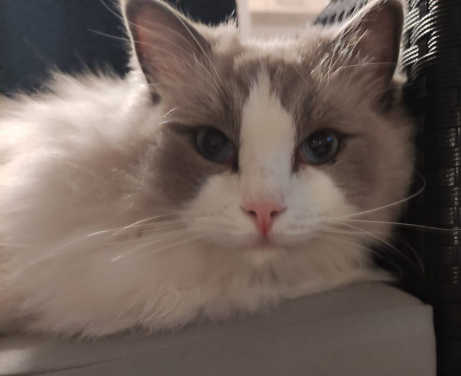 Saphir blue - Chaton Ragdoll LOOF disponible - mâle bleu bicolore - 77400 Lagny-sur-Marne Île...