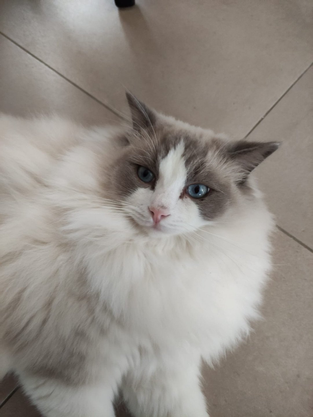 Saphir blue - Chaton Ragdoll LOOF disponible - mâle bleu bicolore ...
