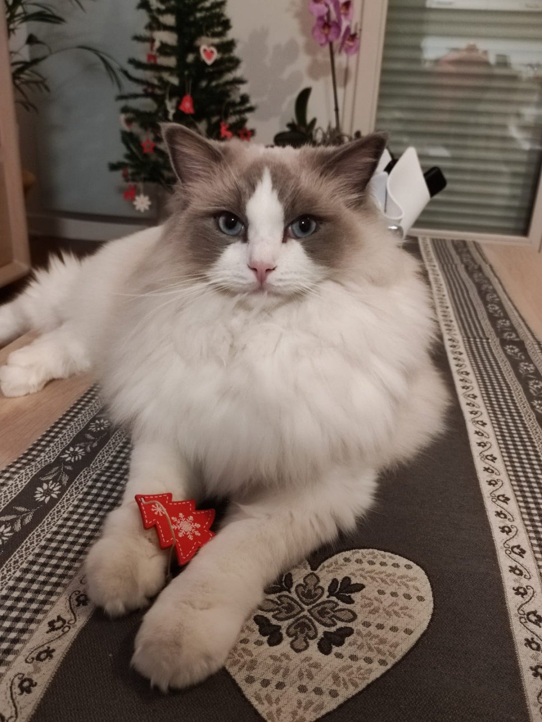 Saphir blue - Chaton Ragdoll LOOF disponible - mâle bleu bicolore - 77400 Lagny-sur-Marne Île...