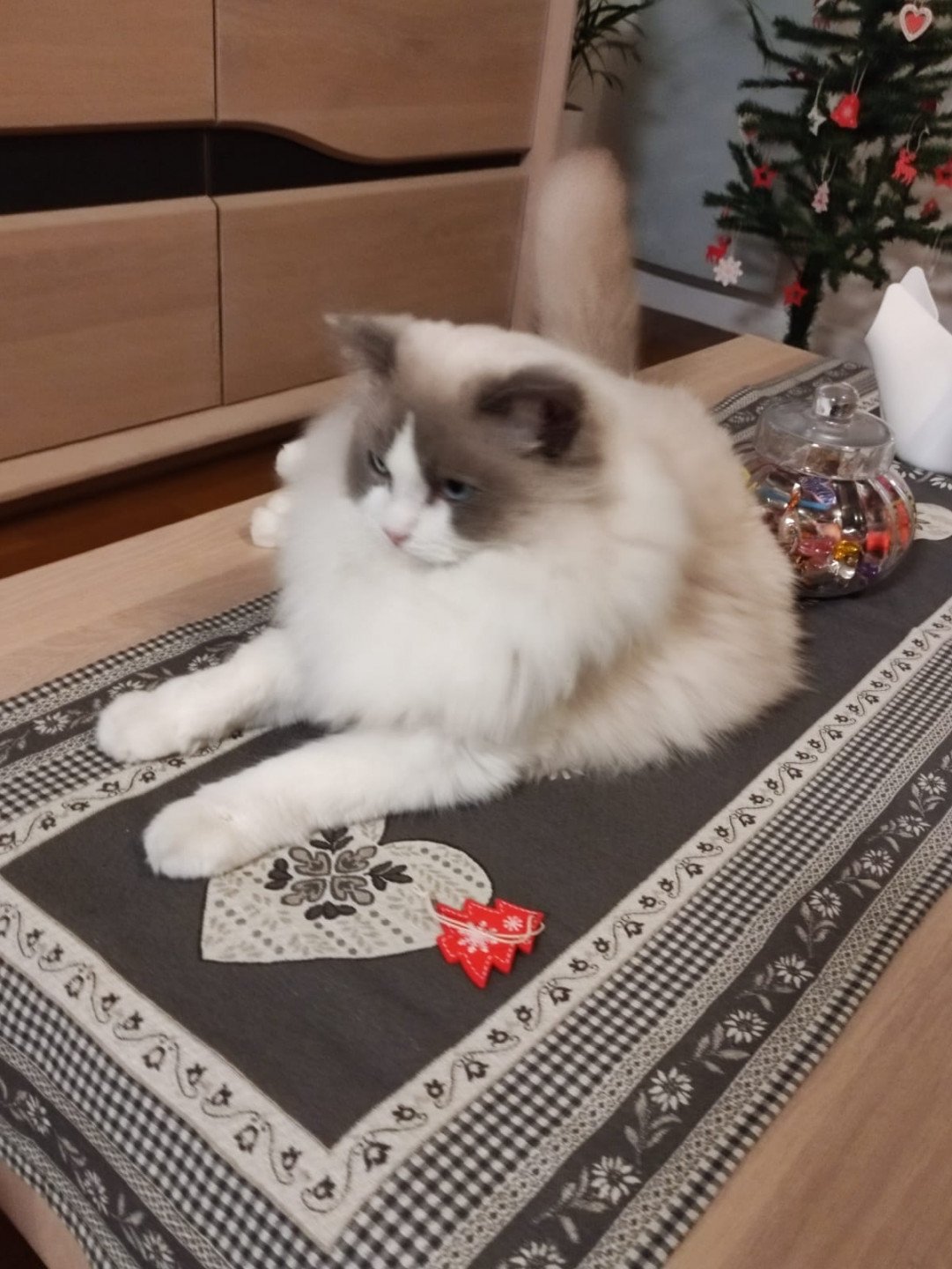 Saphir blue - Chaton Ragdoll LOOF disponible - mâle bleu bicolore ...
