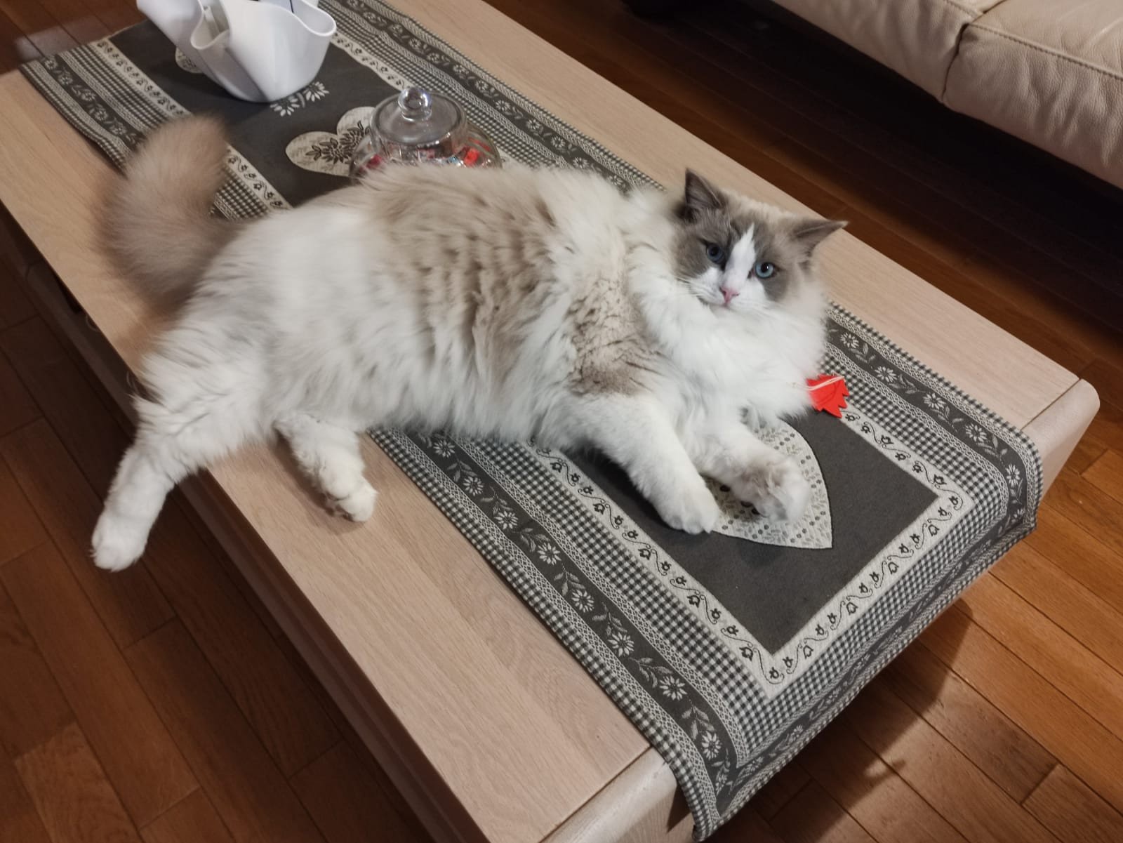 Saphir blue - Chaton Ragdoll LOOF disponible - mâle bleu bicolore ...
