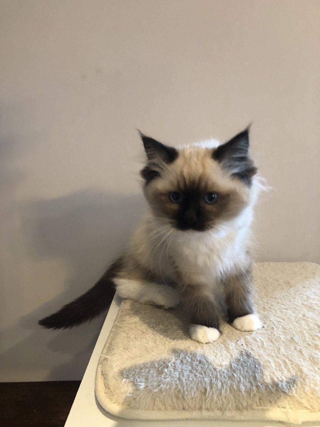 Saturne - Chaton Ragdoll LOOF disponible - seal mitted - Amiens Somme