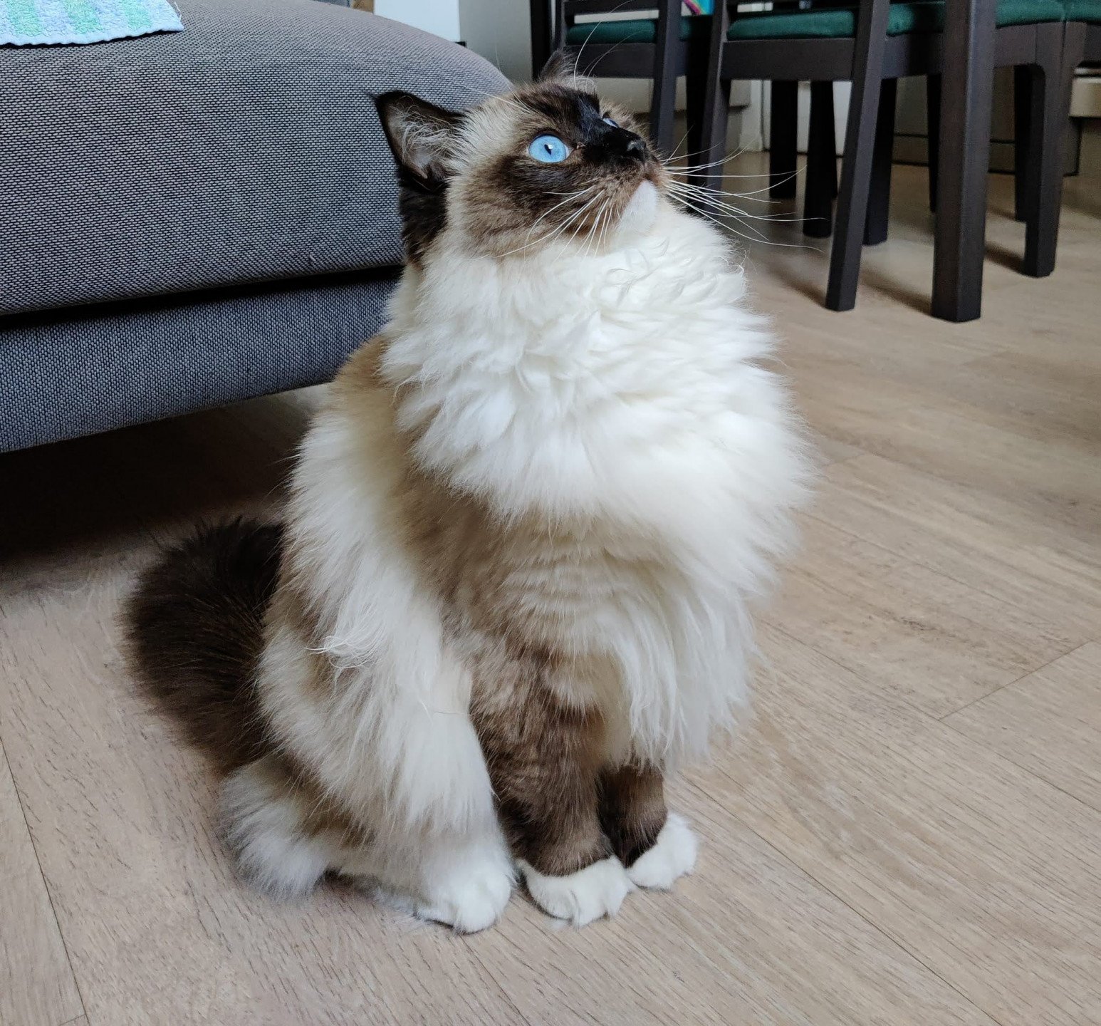 Saturne - Chaton Ragdoll LOOF disponible - seal mitted - Amiens Somme