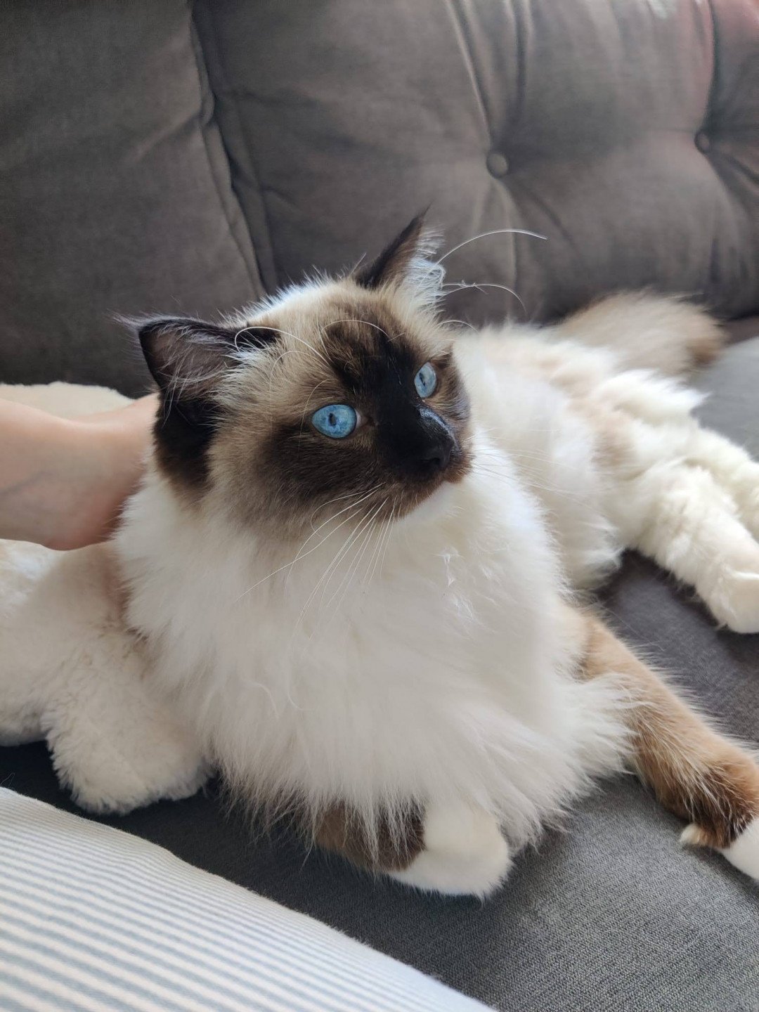 Saturne - Chaton Ragdoll LOOF disponible - seal mitted - Amiens Somme