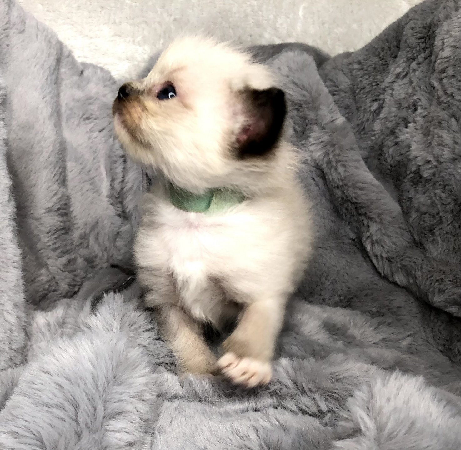 Scarlett- Chaton Ragdoll LOOF disponible - femelle Seal mitted - Paris ...