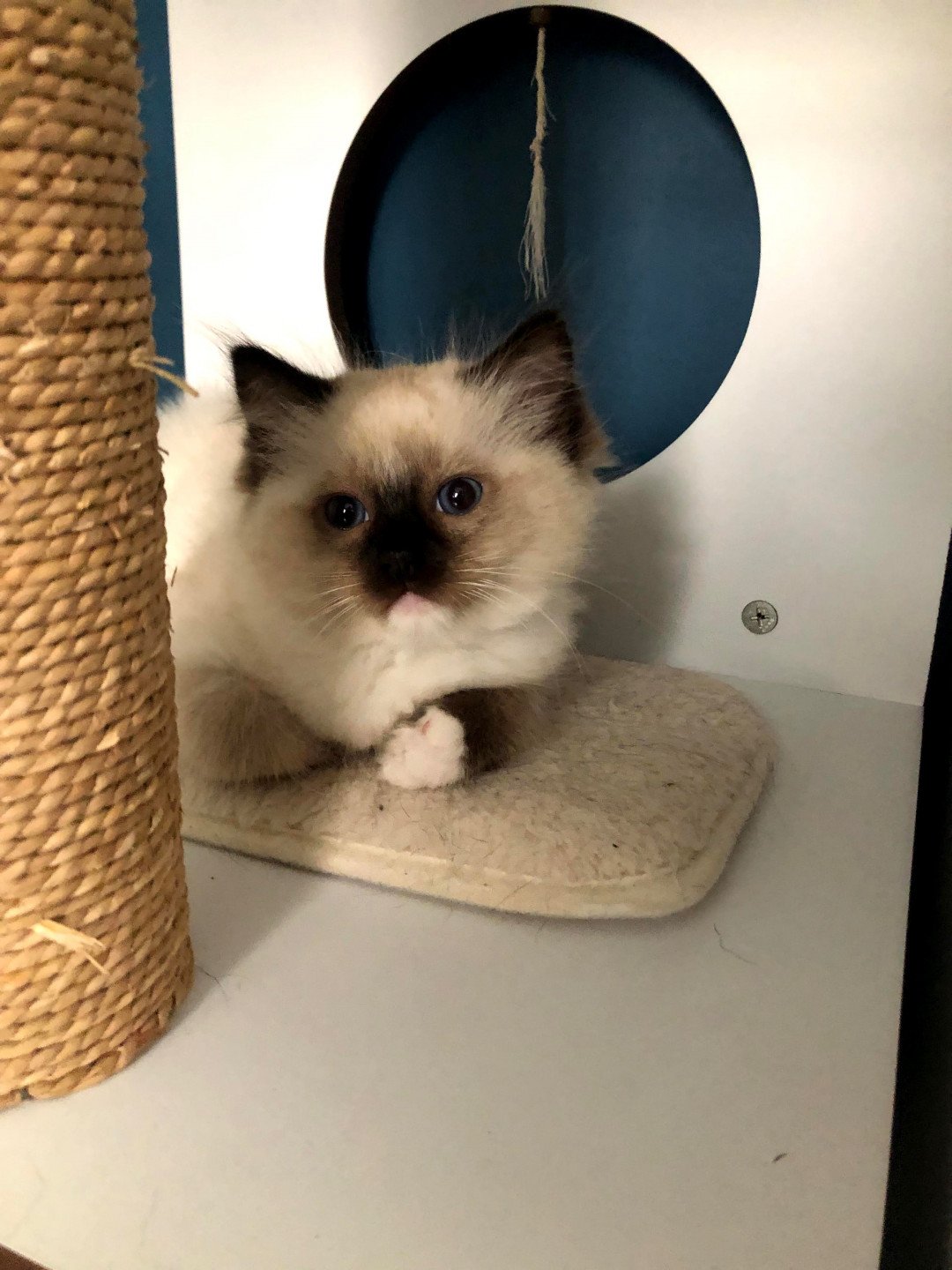 Scarlett- Chaton Ragdoll LOOF disponible - femelle Seal mitted - Paris ...