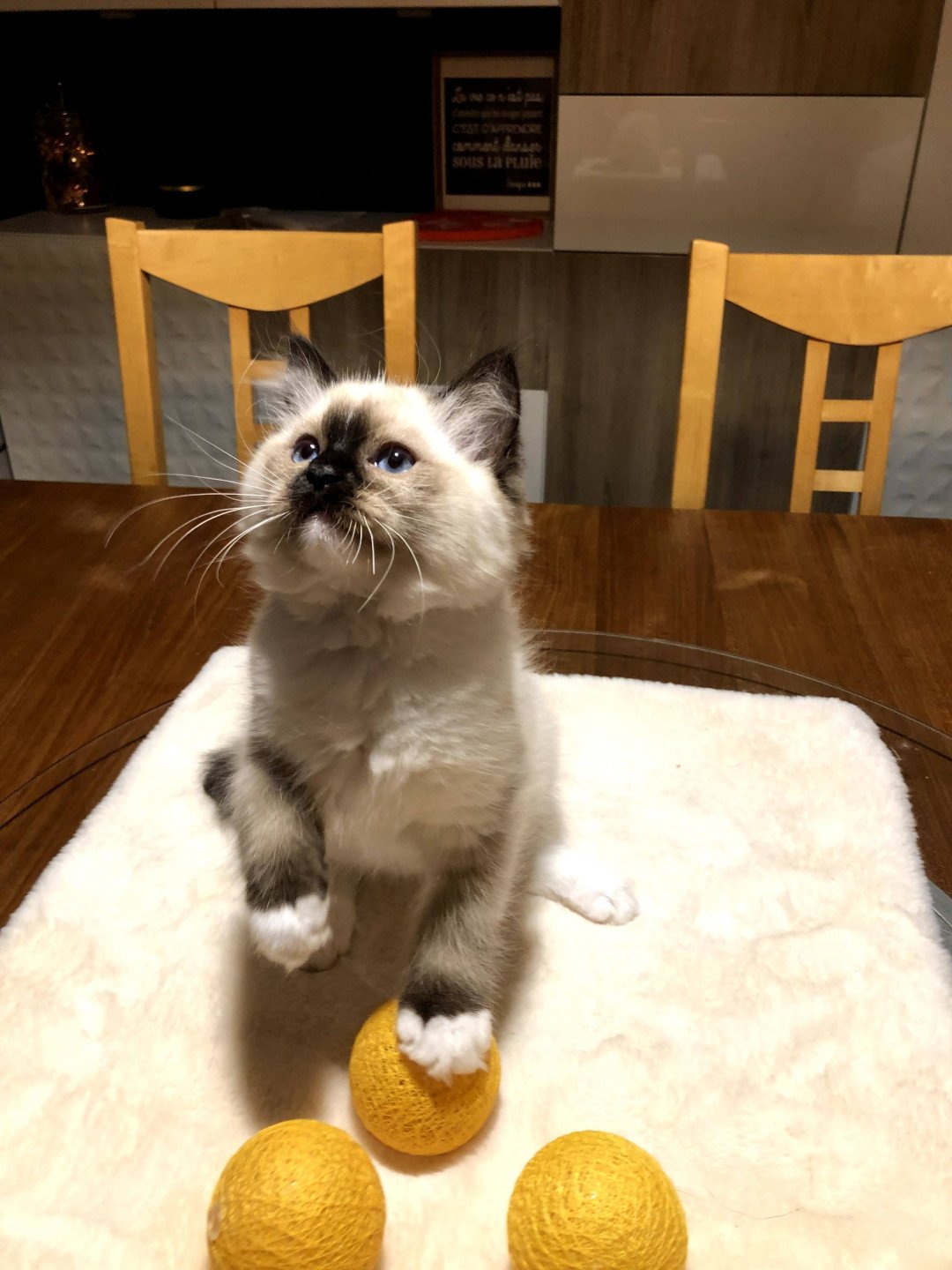 Scarlett- Chaton Ragdoll LOOF disponible - femelle Seal mitted - Paris ...