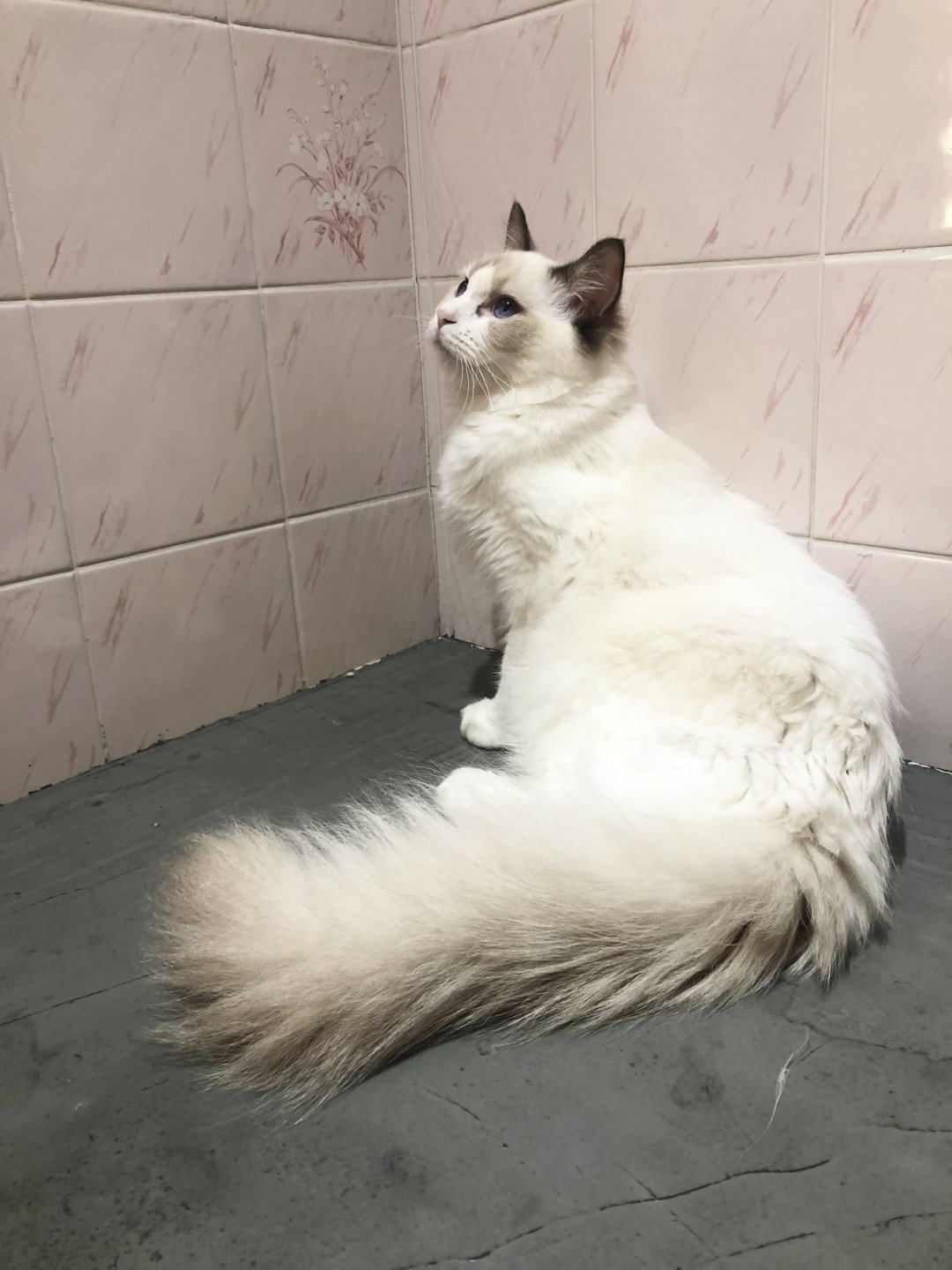 Shoco Chanel - Ragdoll LOOF retraite disponible - Femelle Chocolat ...