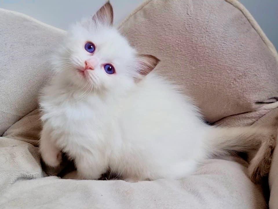 Shoco Chanel - Ragdoll LOOF retraite disponible - Femelle Chocolat ...