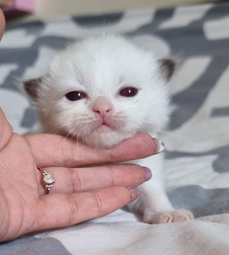 Shoco Chanel - Ragdoll LOOF retraite disponible - Femelle Chocolat ...