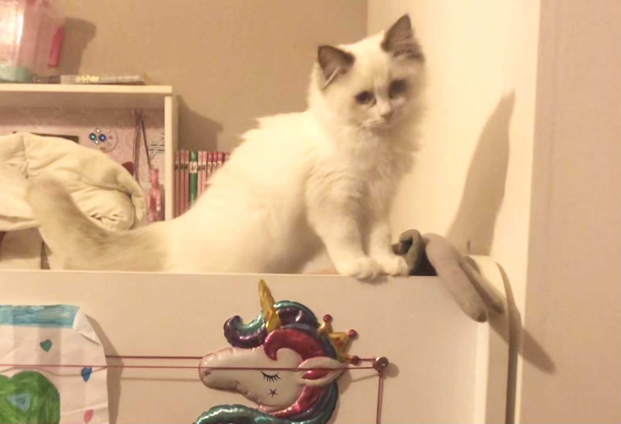 Shoco Chanel - Ragdoll LOOF retraite disponible - Femelle Chocolat ...
