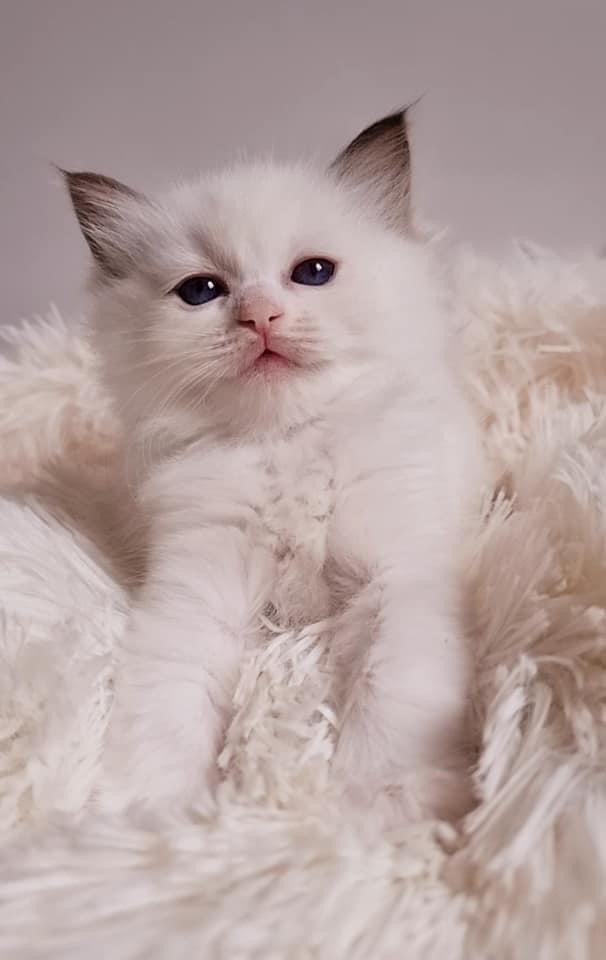 Shoco Chanel - Ragdoll LOOF retraite disponible - Femelle Chocolat ...
