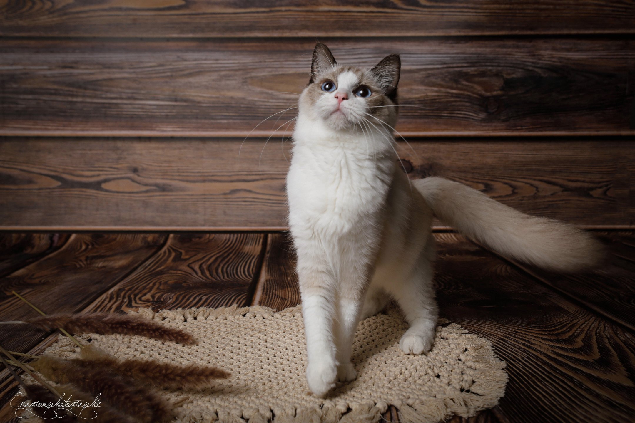 Shoco Chanel - Ragdoll LOOF retraite disponible - Femelle Chocolat ...