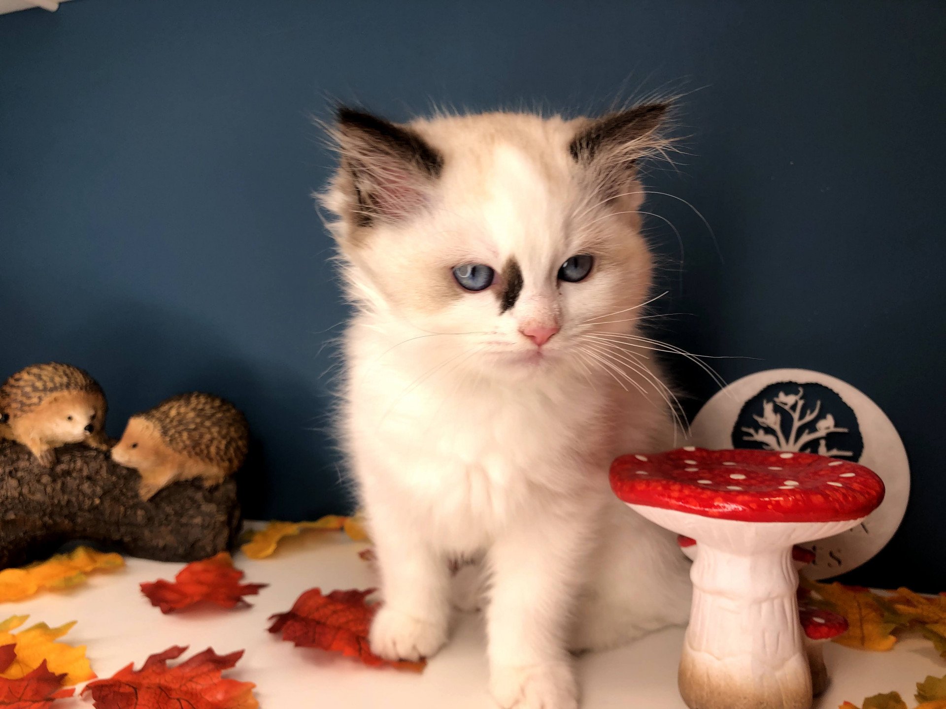 Sienna de l'Arbre aux chats- Chaton Ragdoll LOOF disponible seal ...