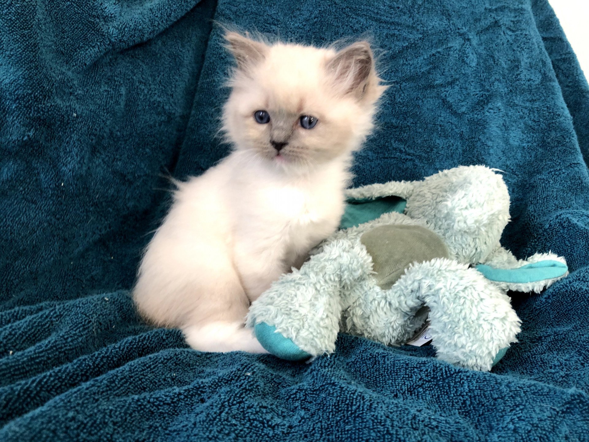 Simba -Chaton Ragdoll LOOF disponible - mâle bleu Mitted - Moselle