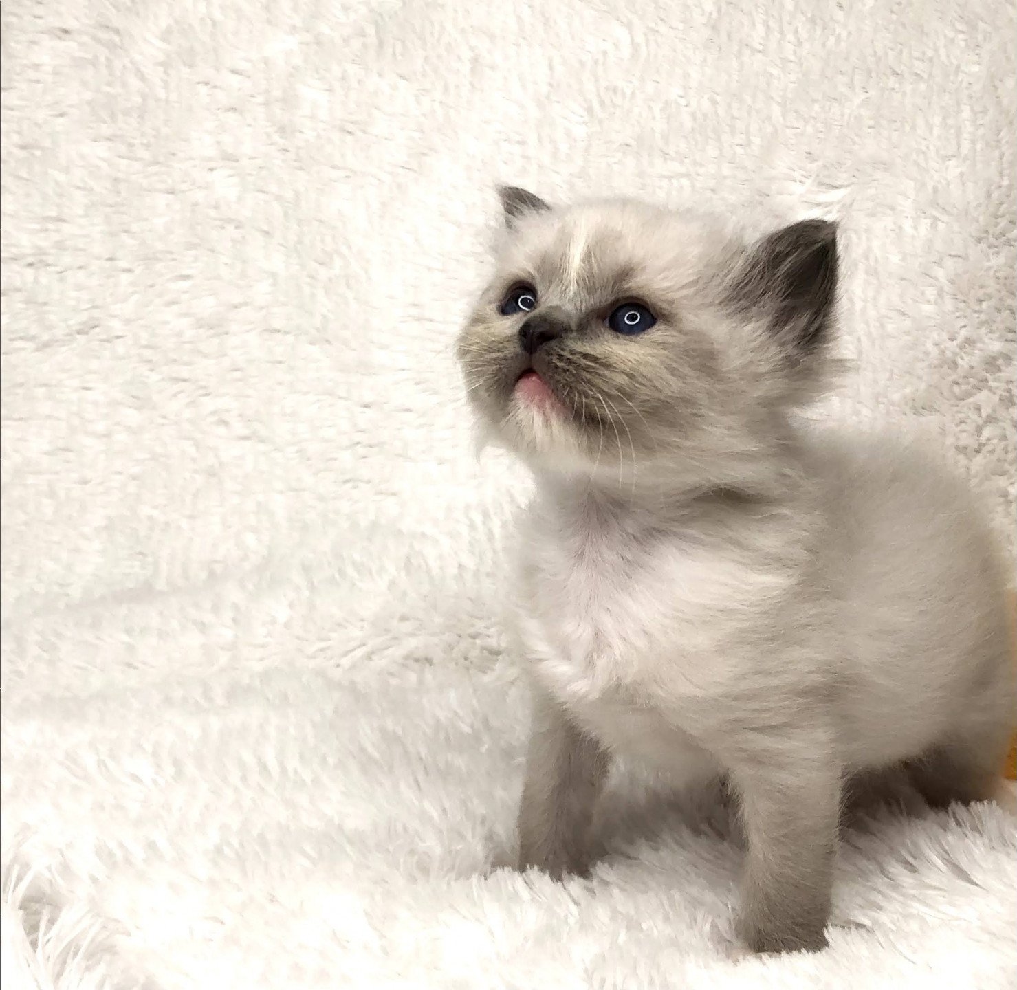 Simba -Chaton Ragdoll LOOF disponible - mâle bleu Mitted - Moselle