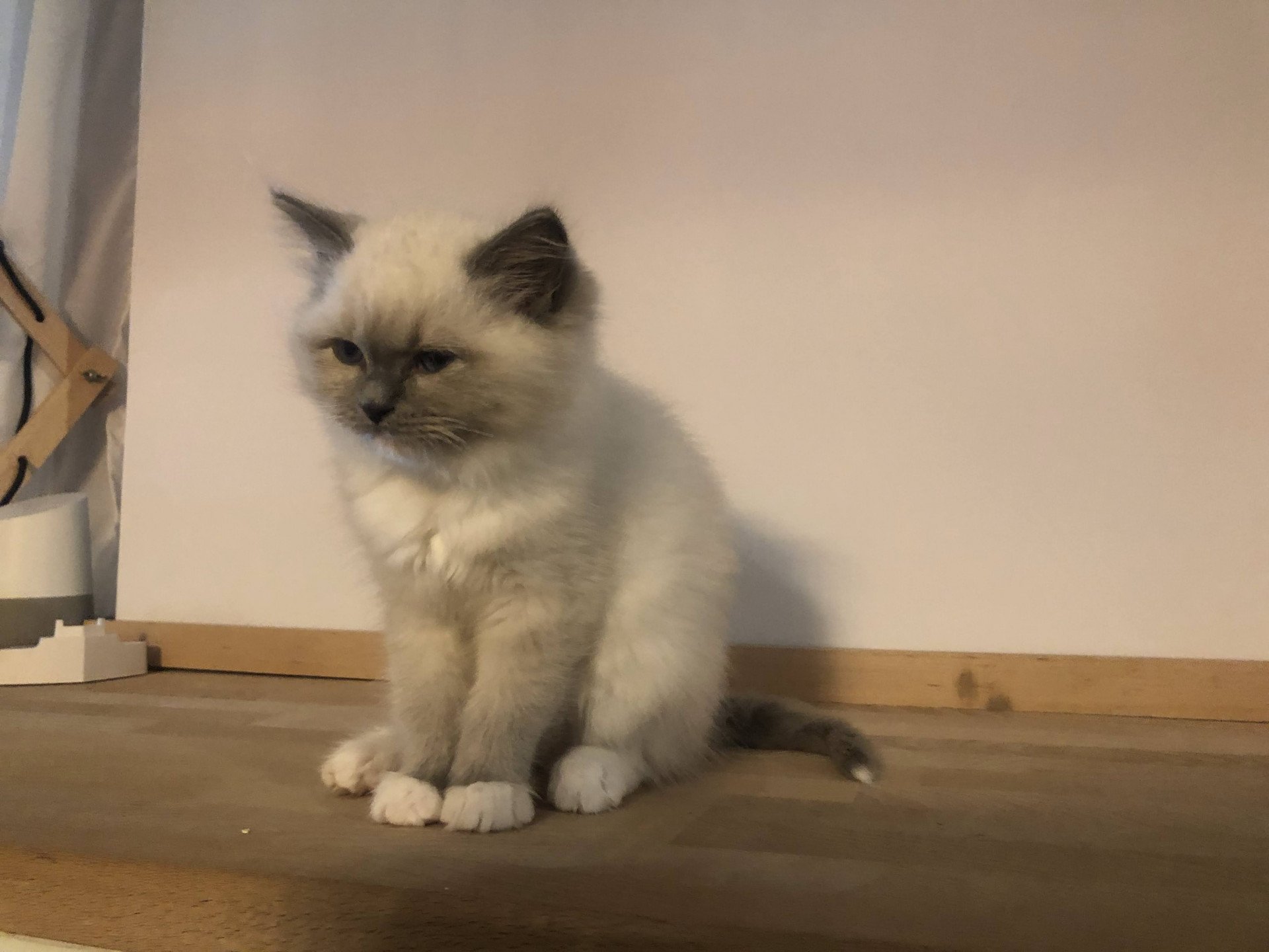 Simba -Chaton Ragdoll LOOF disponible - mâle bleu Mitted - Moselle