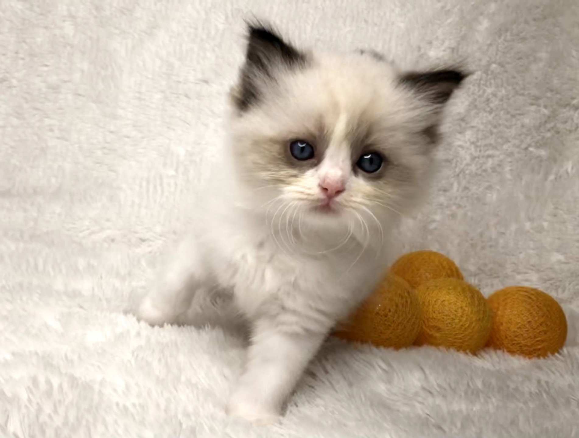 2022: Portée Ginger Rodin 2021 : Ginger Ragdoll blue point bicolor ...