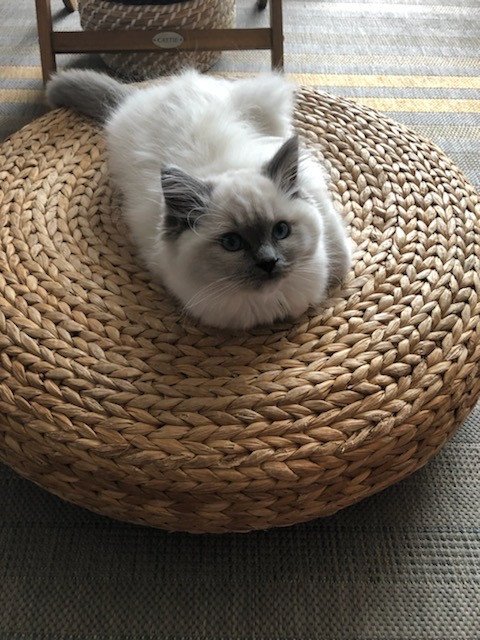 Stella Star - Chaton Ragdoll LOOF disponible - femelle bleu mitted ...